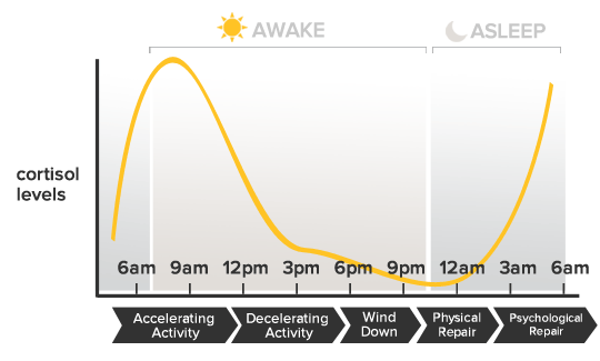 Circadian Rhythm Cortisol The Low Carb Healthy Fat Dietitian